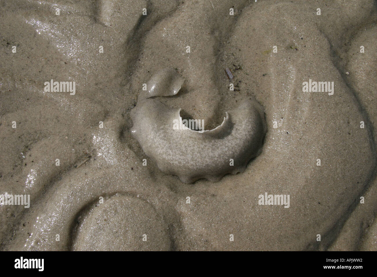 Sand collar hi-res stock photography and images - Alamy