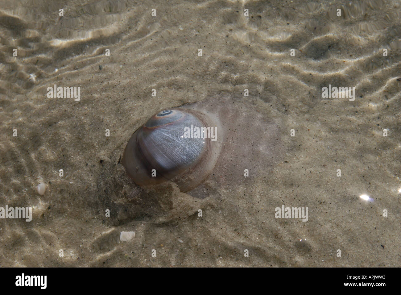 Snail foot hi-res stock photography and images - Alamy