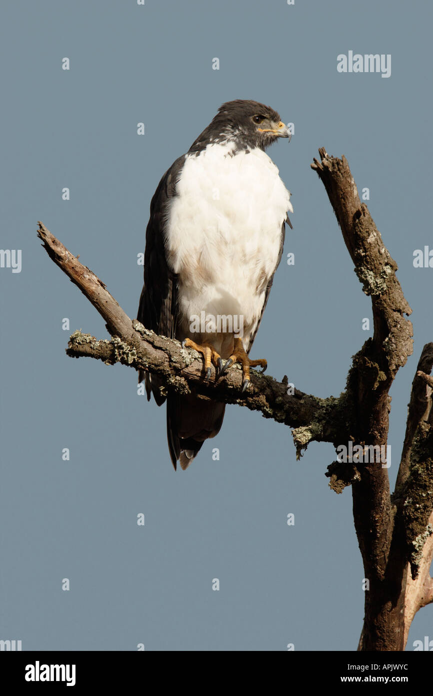 Buzzard in dead tree hi-res stock photography and images - Alamy