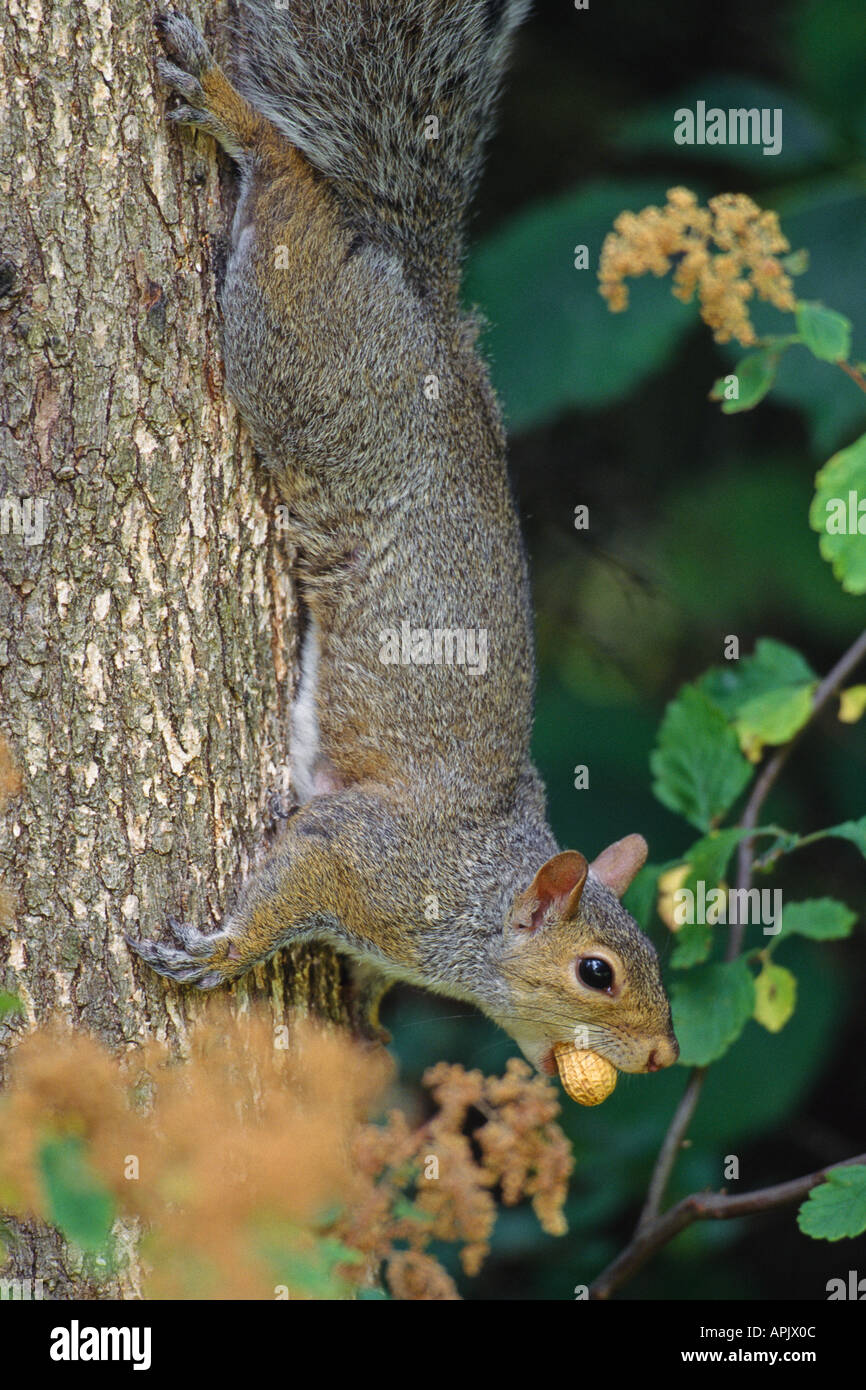 Gray squirrel coming down tree with peanut in mouth Stock Photo - Alamy