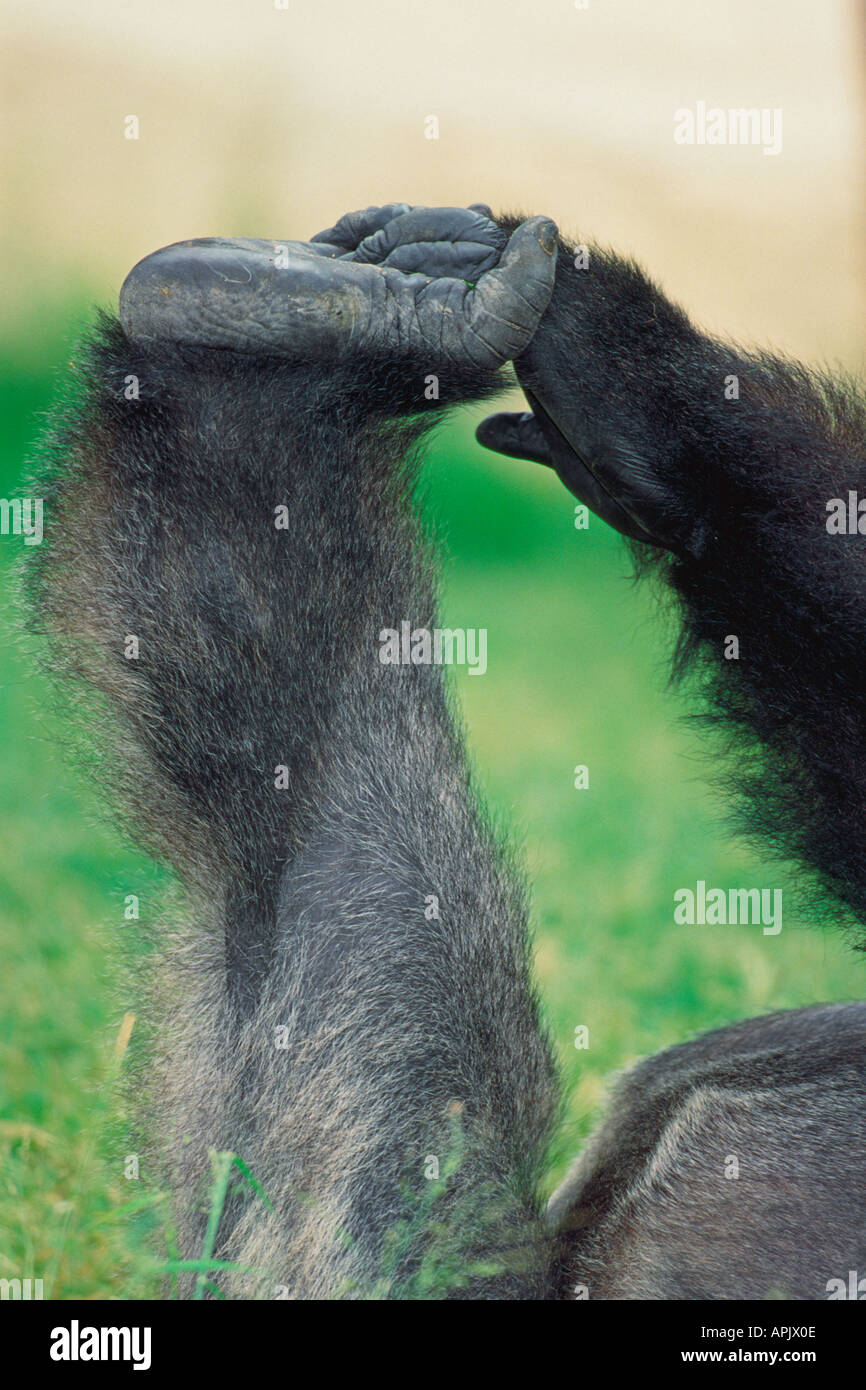 Western lowland silverback gorilla playing with foot. Captive subject ...
