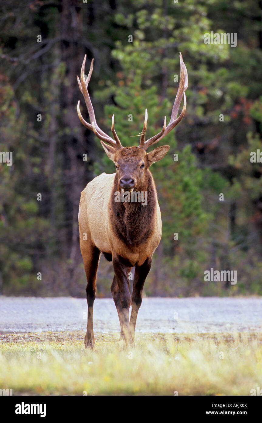 A head on shot of a mature bull elk walking forward Stock Photo - Alamy