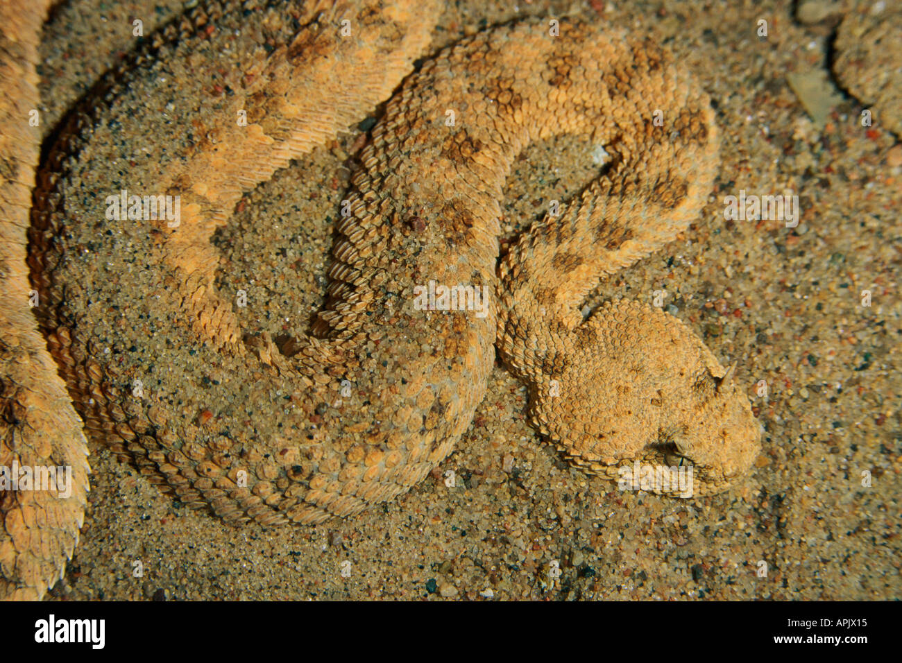 African horned viper in sand as viewed from above. Captive subject ...
