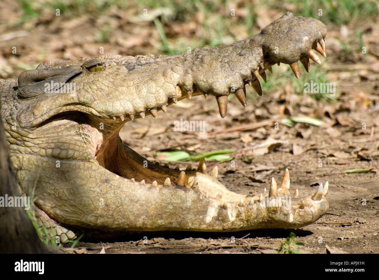 Crocodile Jaws and Teeth Stock Photo - Alamy