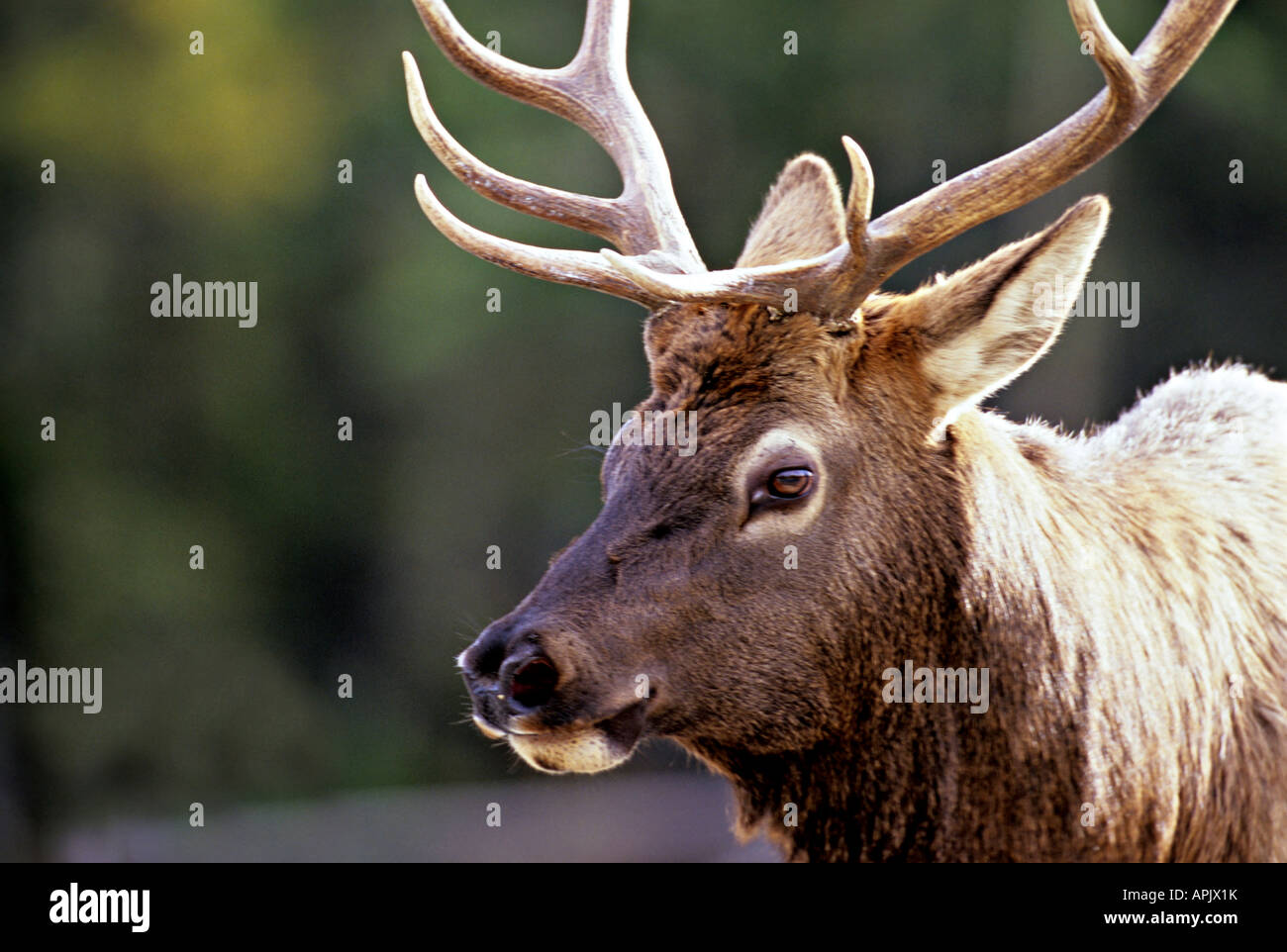 A close up portrait of a mature bull elk walking forward Stock Photo ...