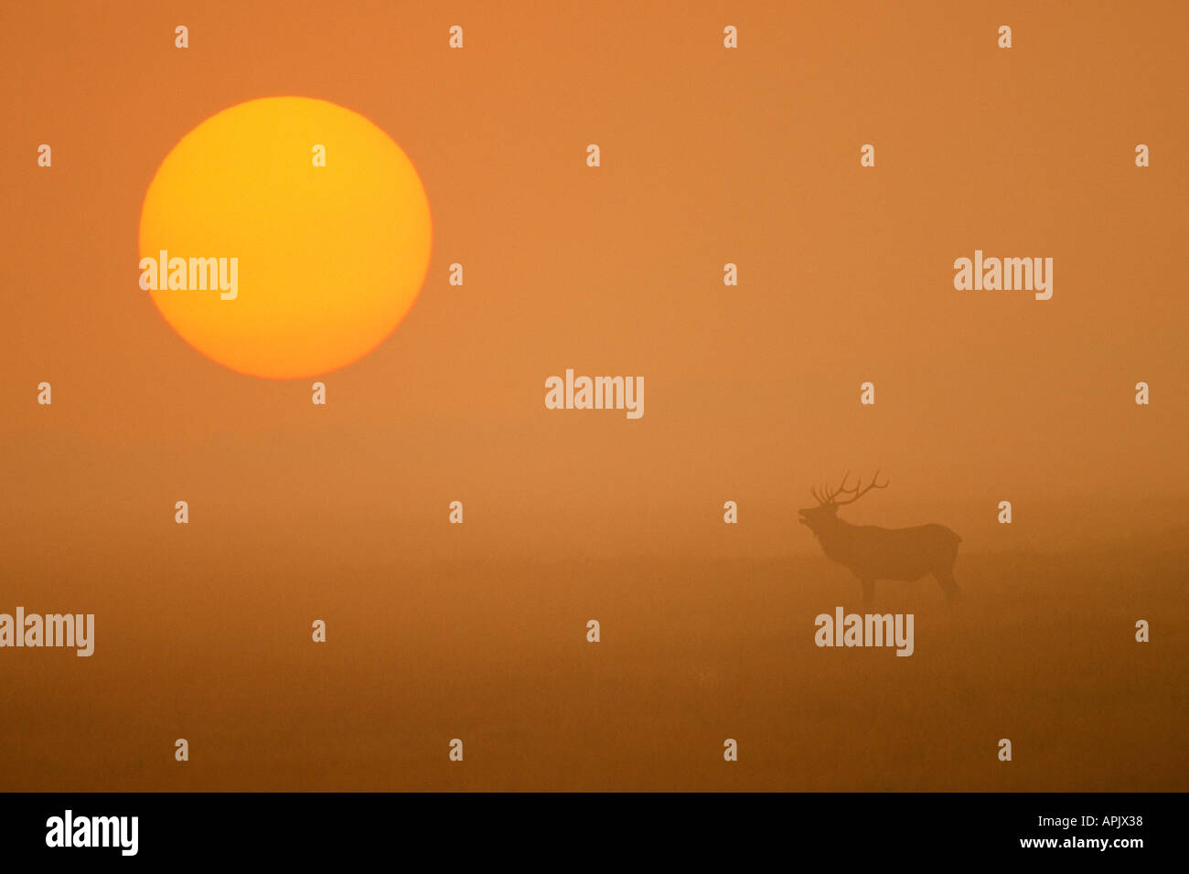 Yellowstone national park sunrise elk hi-res stock photography and ...