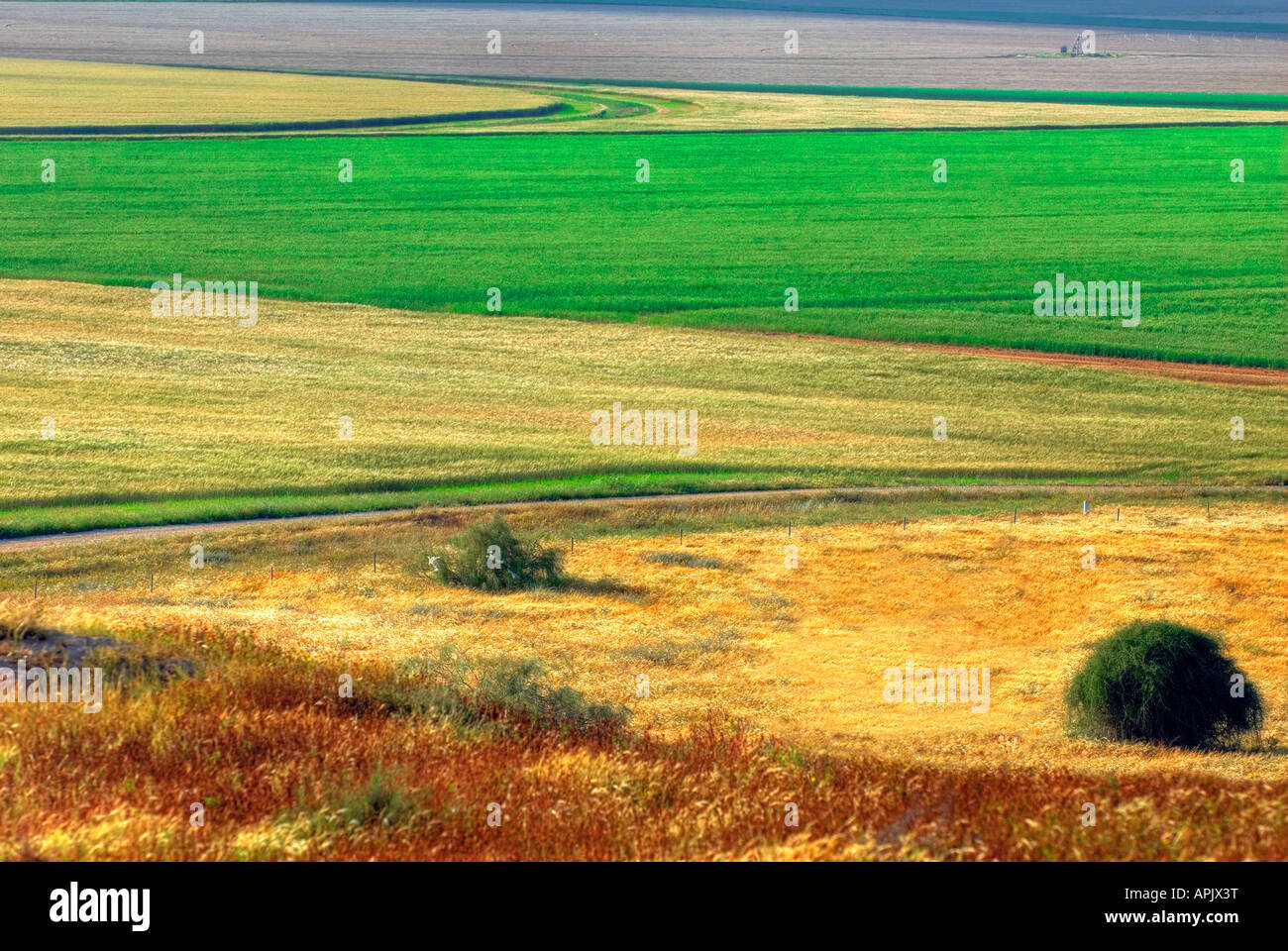Wheat growing desert hi-res stock photography and images - Alamy
