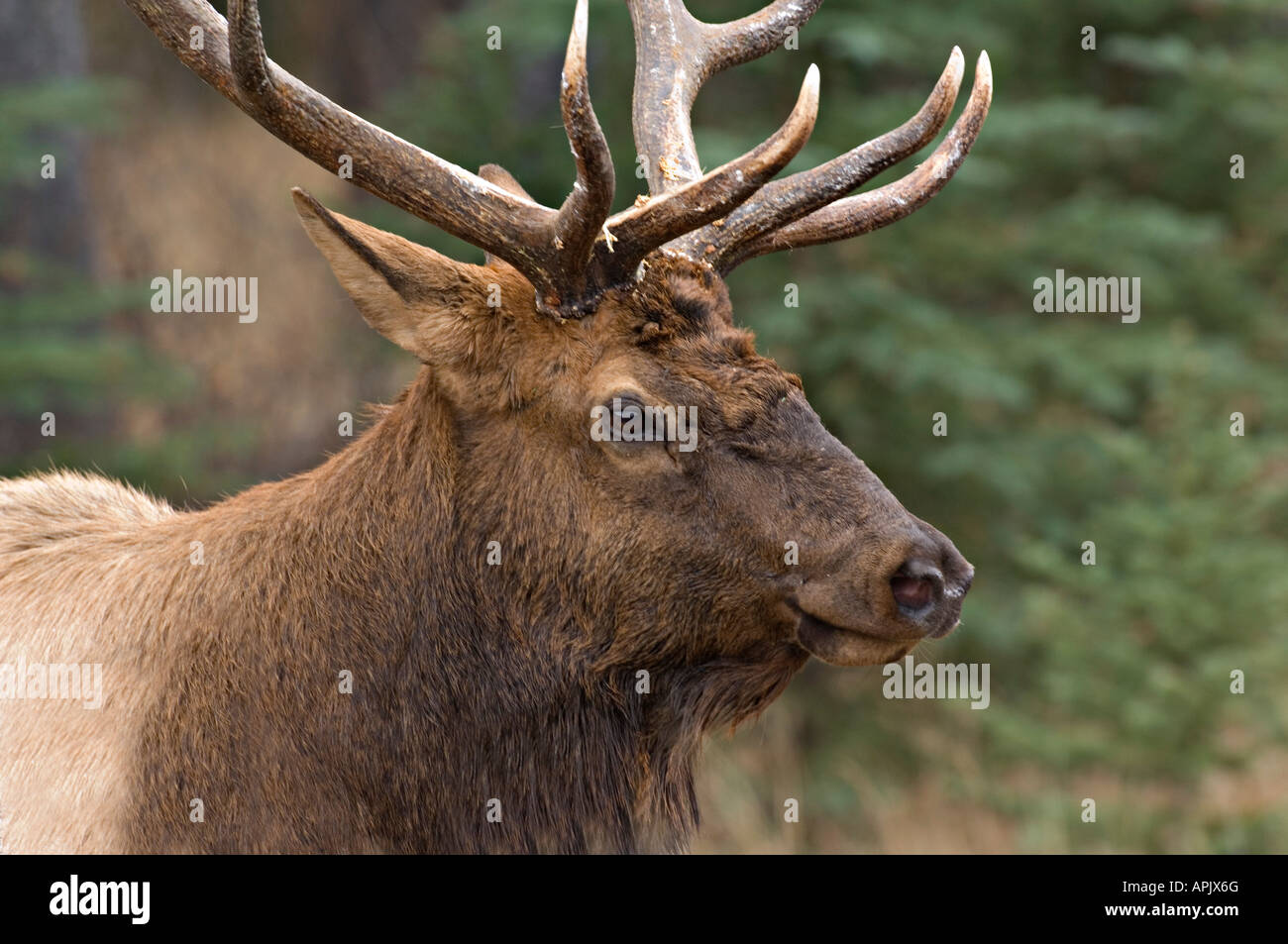 A close up portrait of a large bull elk ears back walking Stock Photo ...