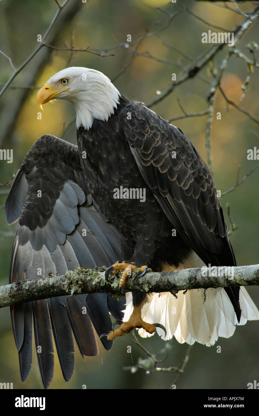 Bald eagle stretching wing on perch in coasal temperate rainforest ...