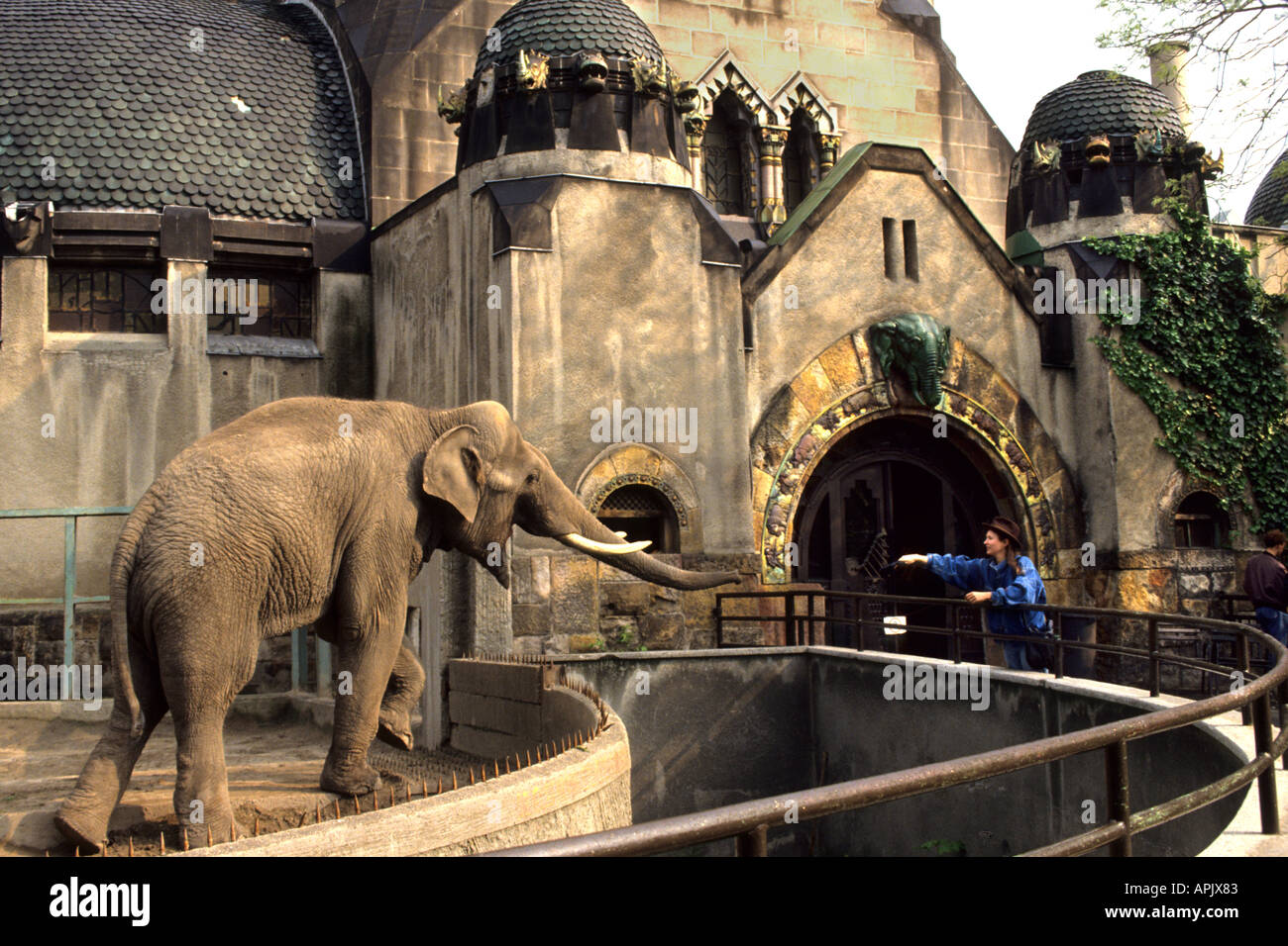 Budapest Hungary Hungarian old Zoo elephant Stock Photo - Alamy