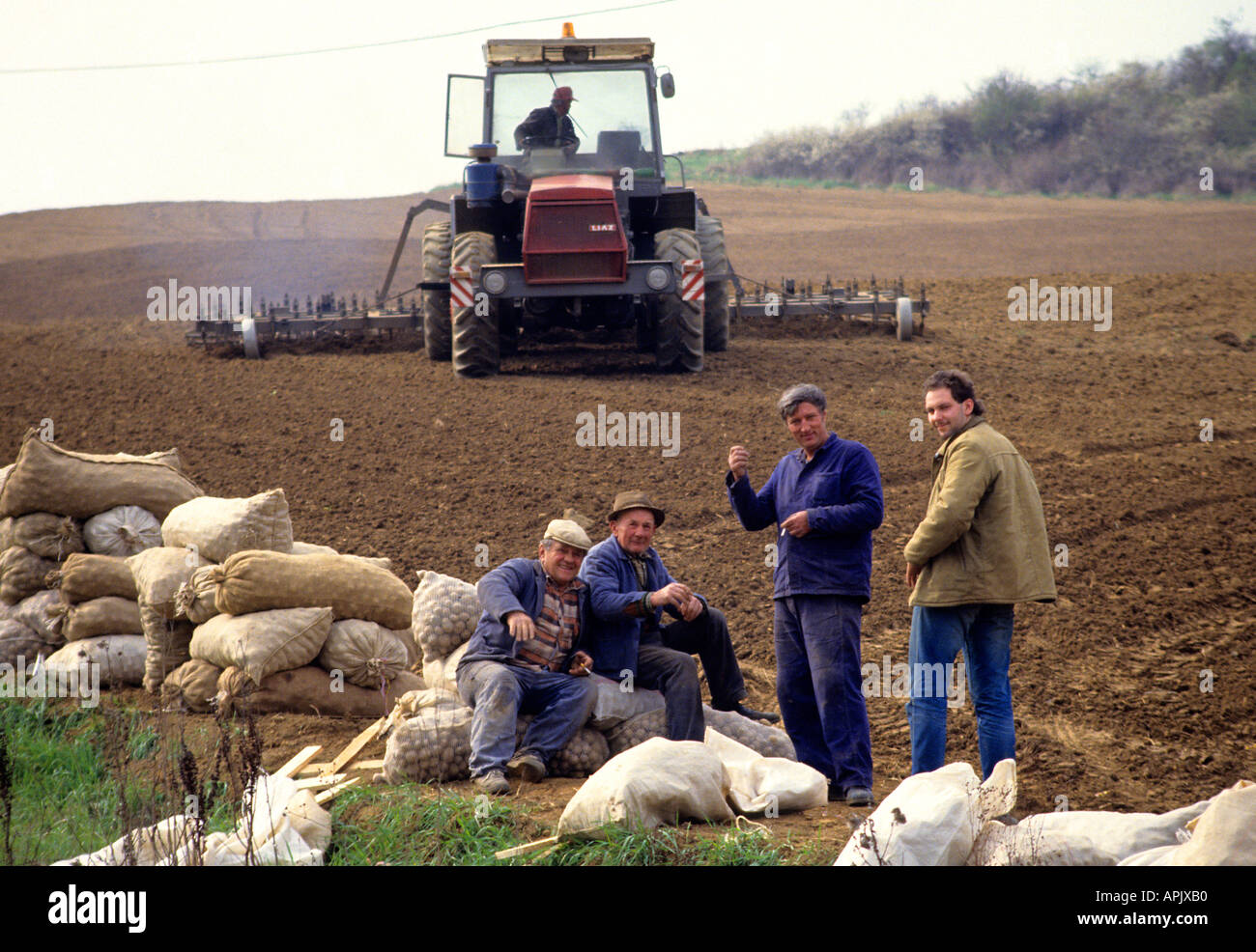 Czech Republic potatoes farm farmer potato harvest Stock Photo - Alamy