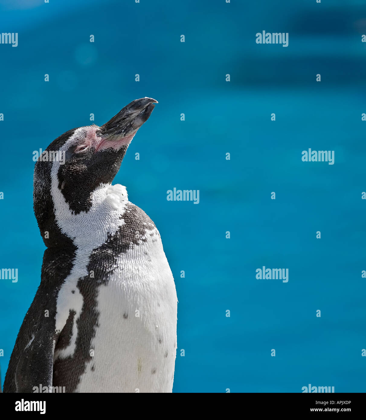 Bird sunbathing hi-res stock photography and images - Alamy