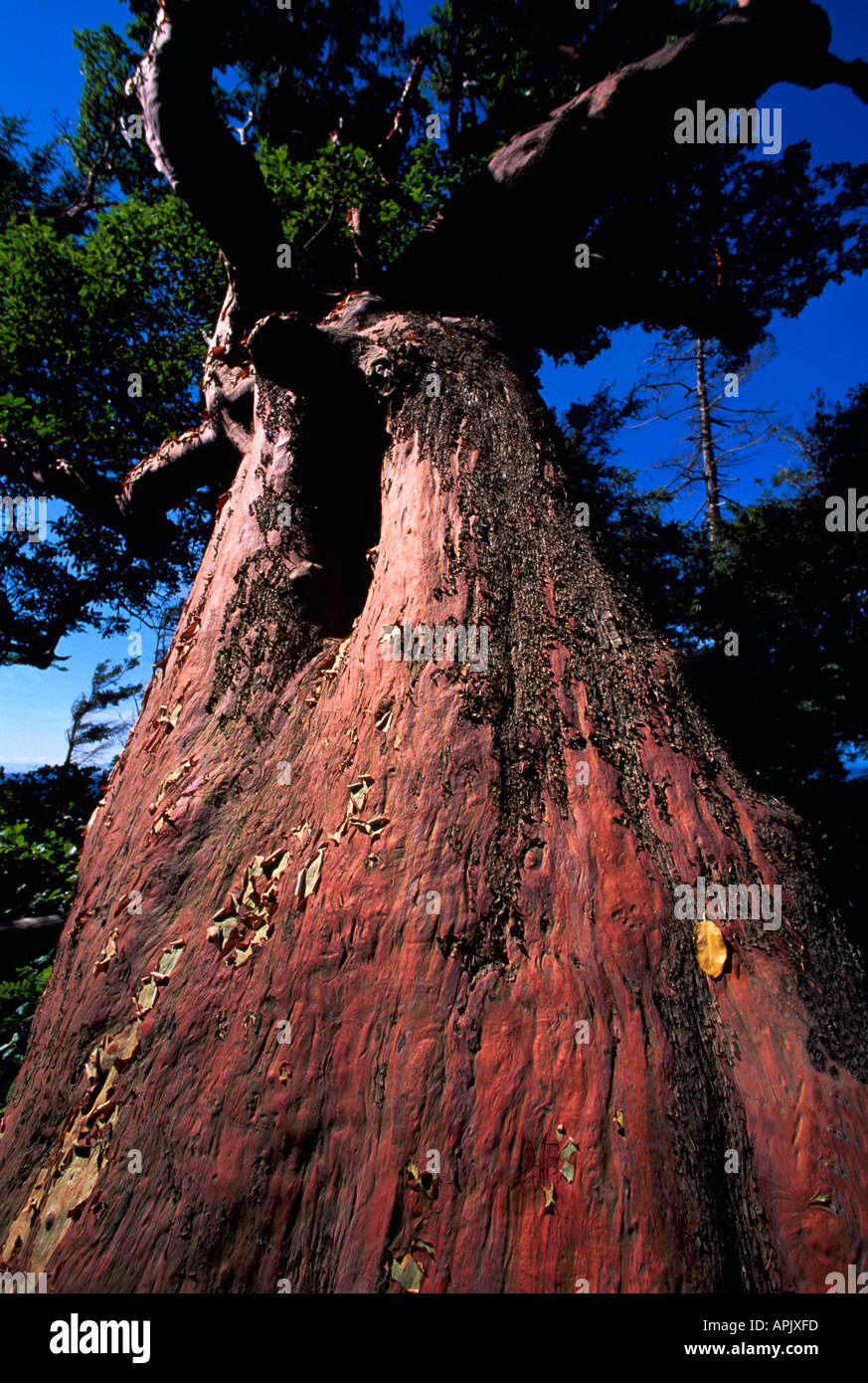 Largest Arbutus Tree (Arbutus menziesii) in British Columbia, Canada ...