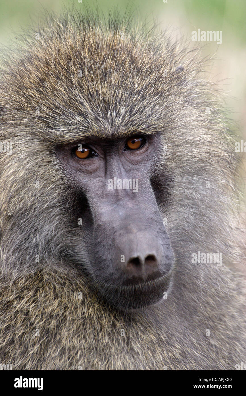 Olive Baboon portrait in Tanzania Stock Photo - Alamy