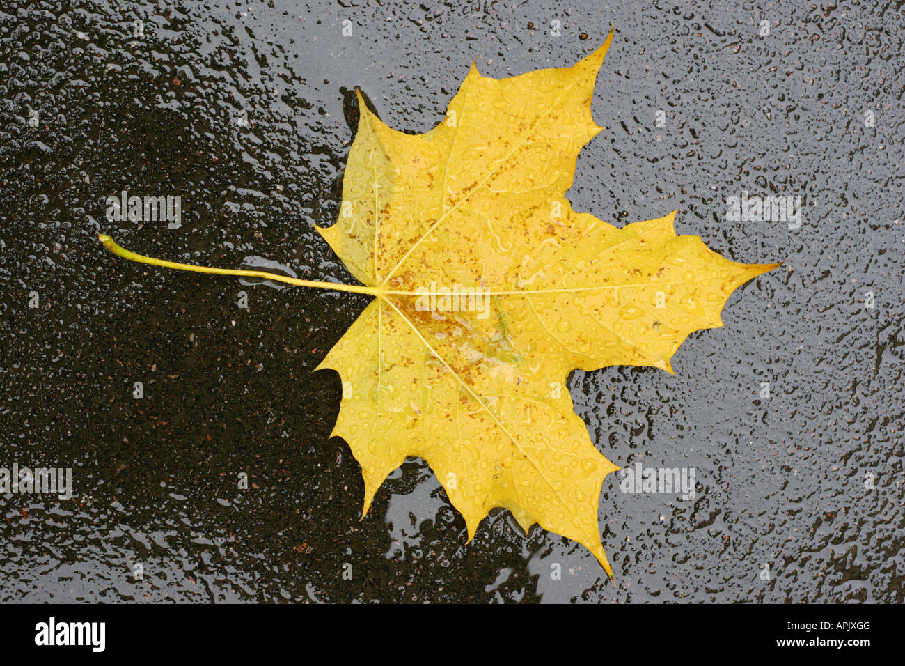 one maple leaf on the ground Stock Photo - Alamy