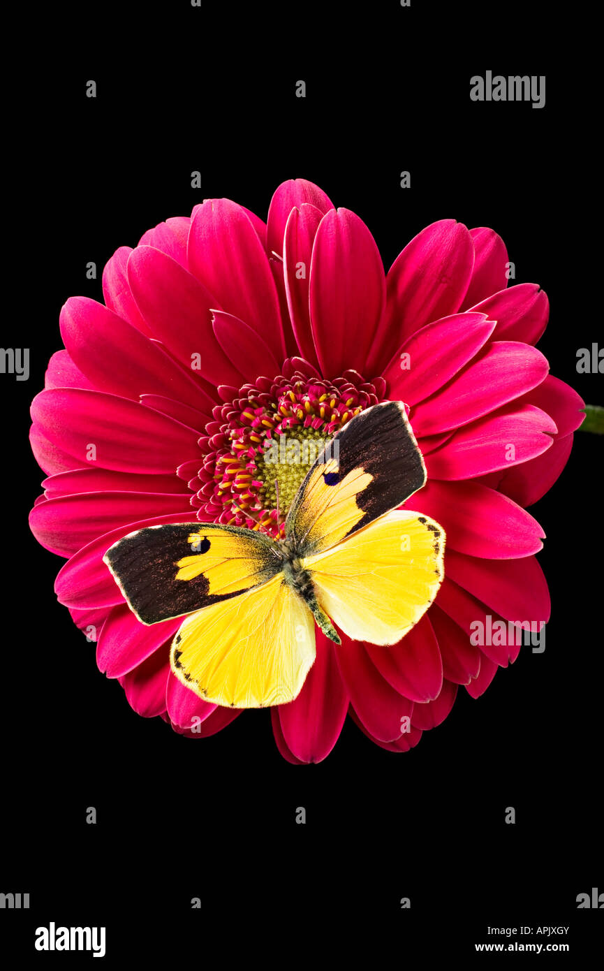 Red daisy and butterfly Stock Photo - Alamy