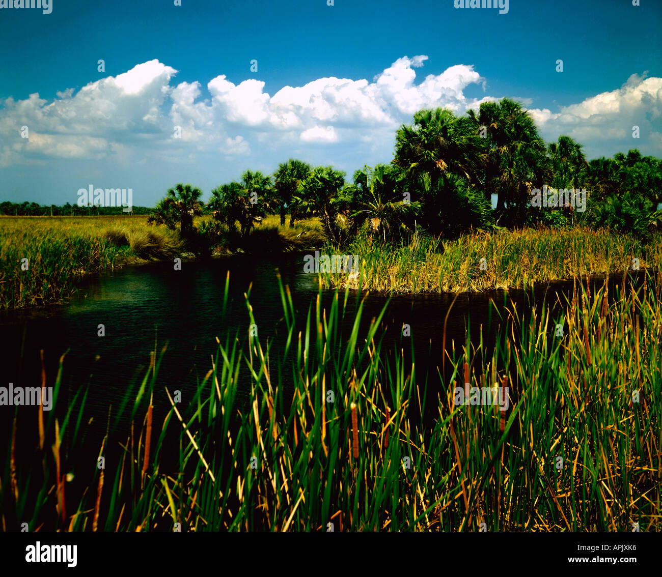 Everglades National Park in Florida with fairweather clouds floating ...
