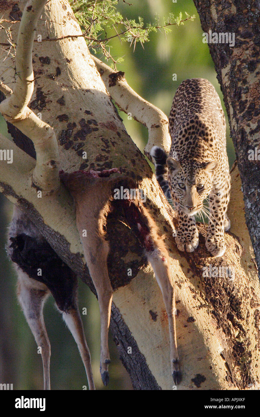 Leopard in a tree with prey in Tanzania Africa Stock Photo - Alamy