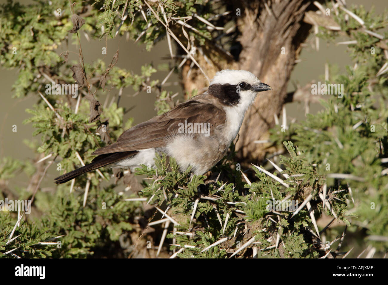 White crowned shrike eurocephalus rueppelli hi-res stock photography ...