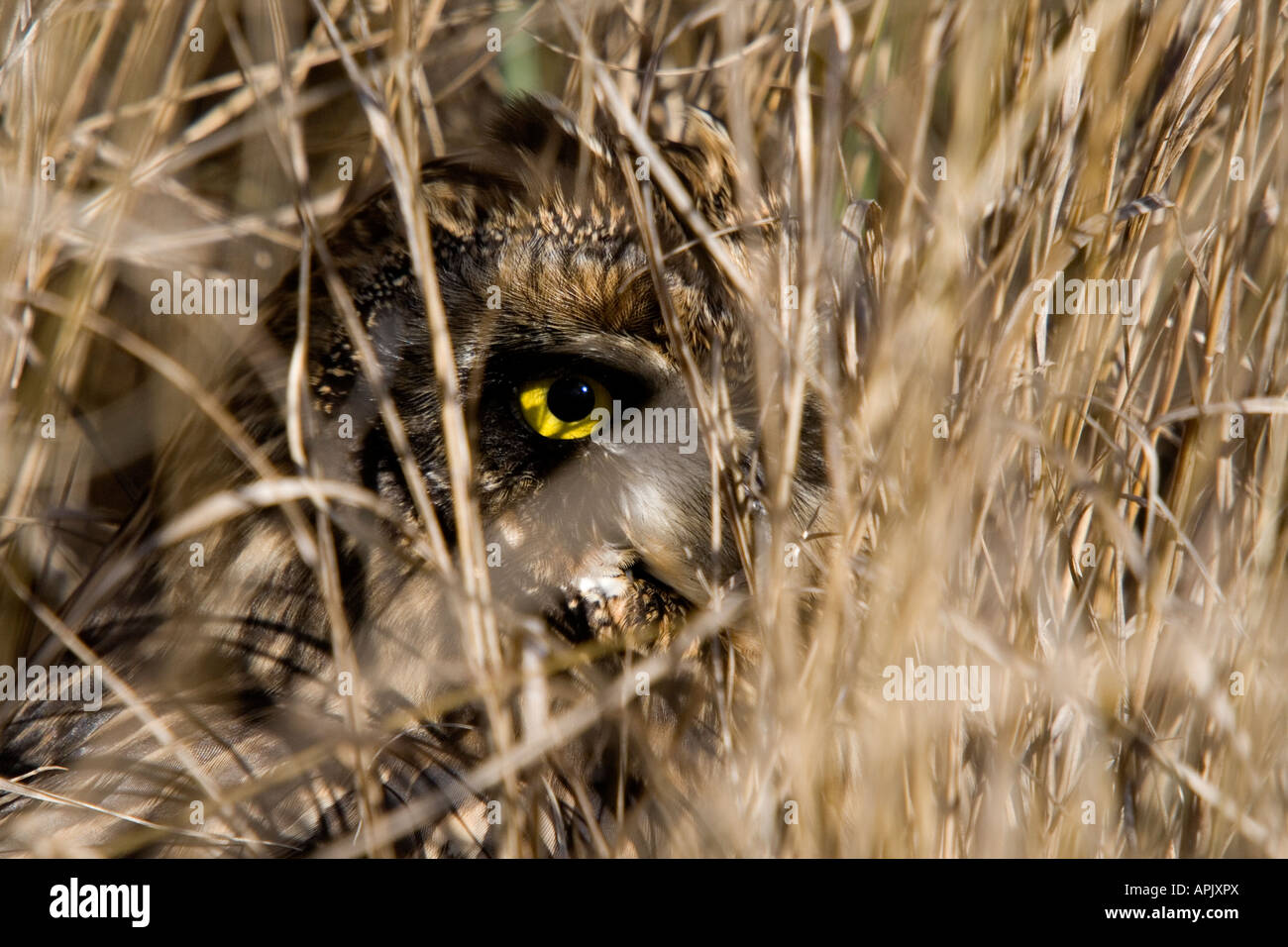 Freaky grass hi-res stock photography and images - Alamy