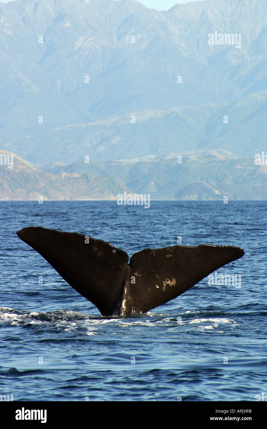 Sperm whale just about to dive deep into the ocean off the Kaikoura ...