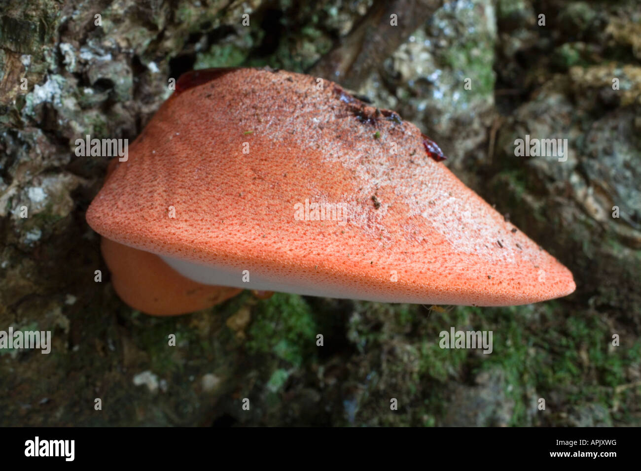 beefsteak fungus Fistulina hepatica Stock Photo - Alamy