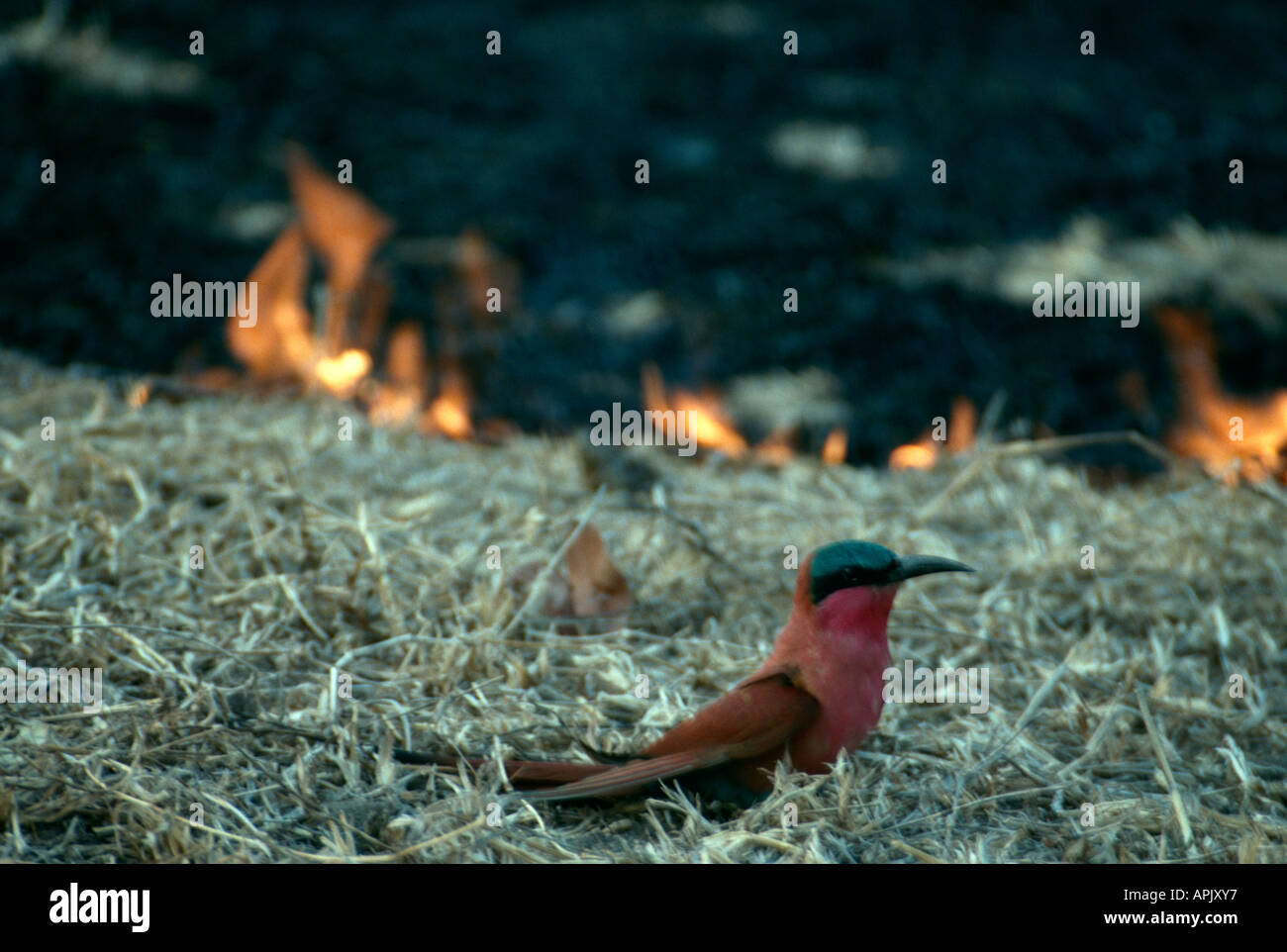 Carmine bee eater, North Luangwa National Park, Zambia Stock Photo - Alamy