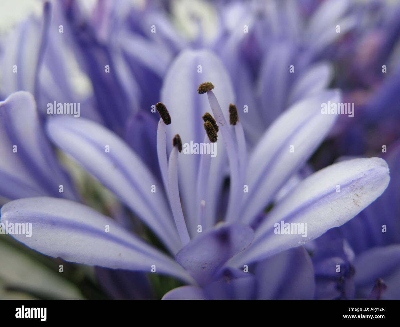 African Lily, Agapanthus sp Stock Photo - Alamy