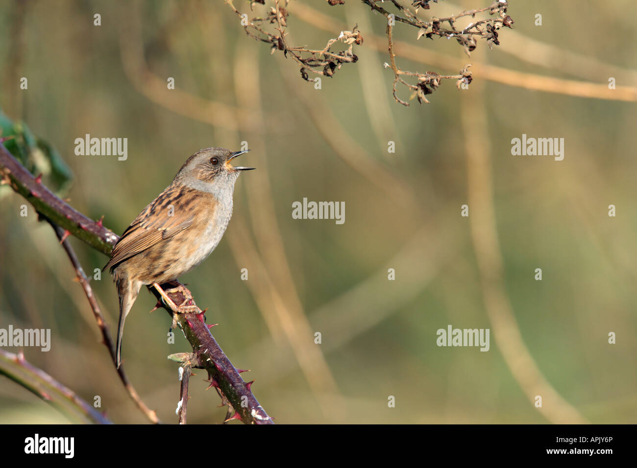 Prunella modularis on bramble hi-res stock photography and images - Alamy