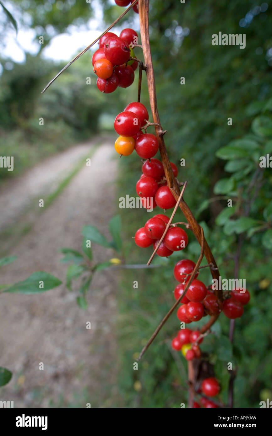 black bryony Tamus communis with berries Stock Photo - Alamy