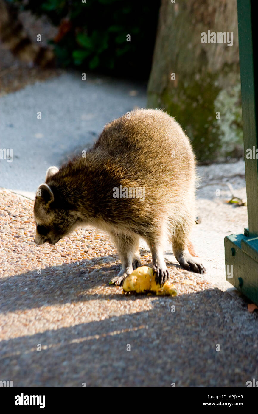 Raccoon Eating Garbage for the Side of a Trash Can Stock Photo - Alamy