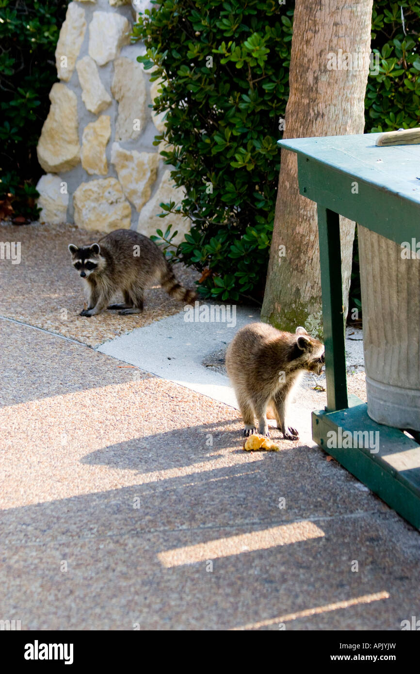 Two Raccoon Eating Garbage for the Side of a Trash Can Stock Photo - Alamy