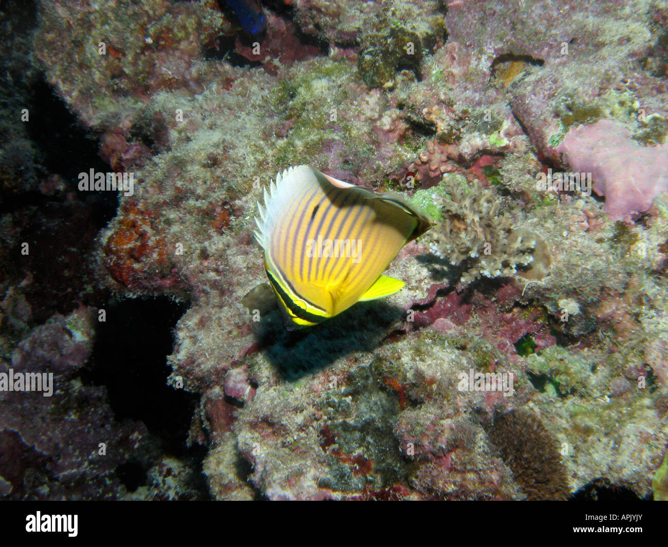 Redfin Butterflyfish Chaetodon trifasciatus Agincourt Reef Great ...