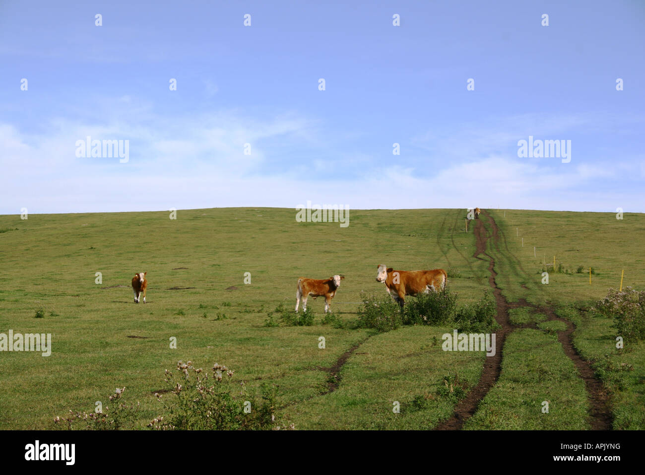 Simmental cows under a blue prarie sky Stock Photo - Alamy