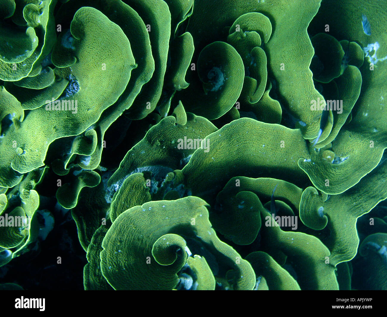 Cabbage Coral Agincourt Reef Great Barrier Reef North Queensland ...