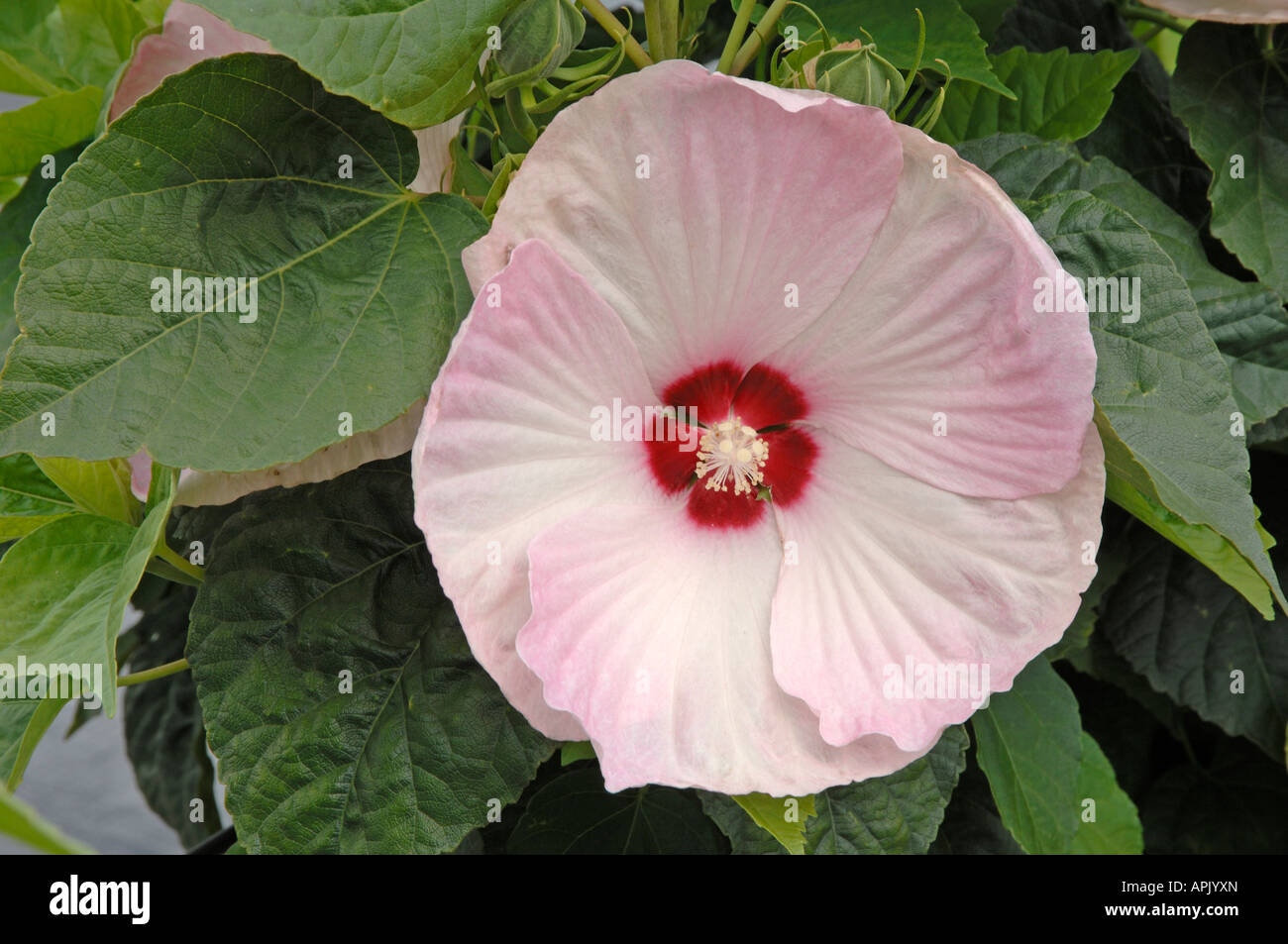 China Hibiscus Chinese (Hibiscus Hibiscus rosa sinensis variety Luna ...