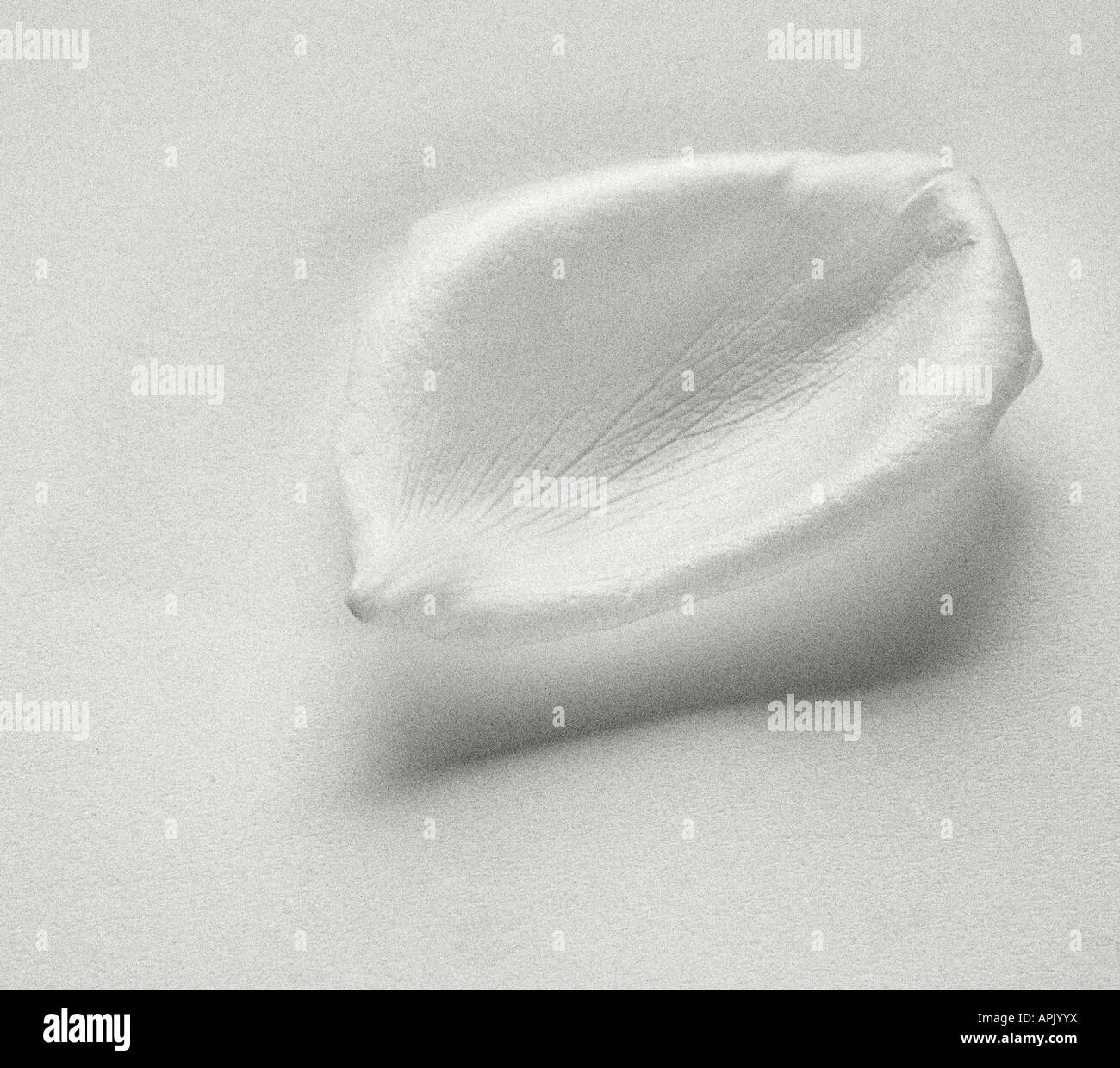 Single rose petal Stock Photo - Alamy