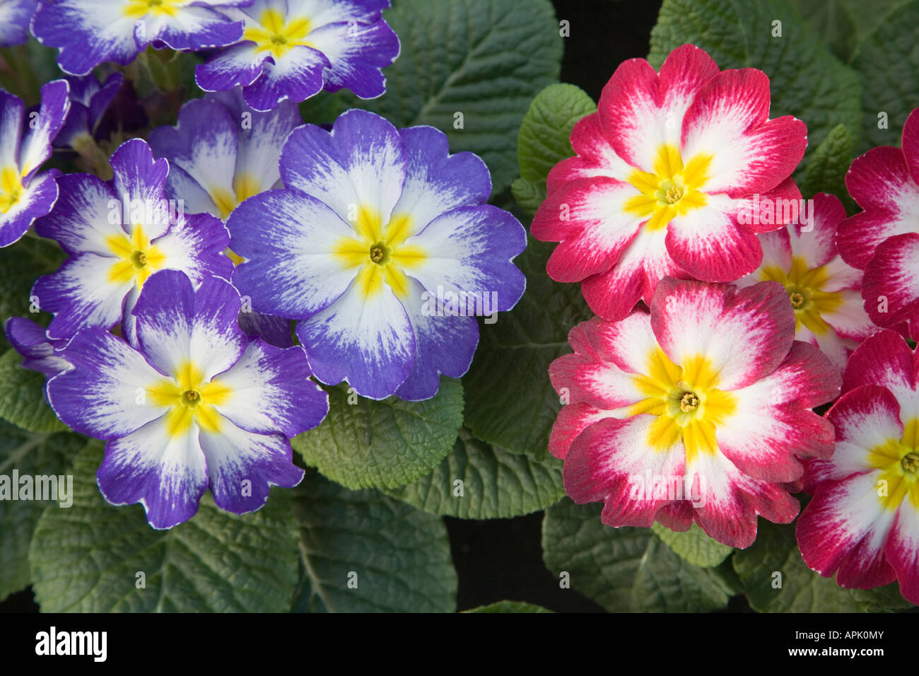 Hybrid varieties of primrose Primula vulgaris UK Stock Photo - Alamy