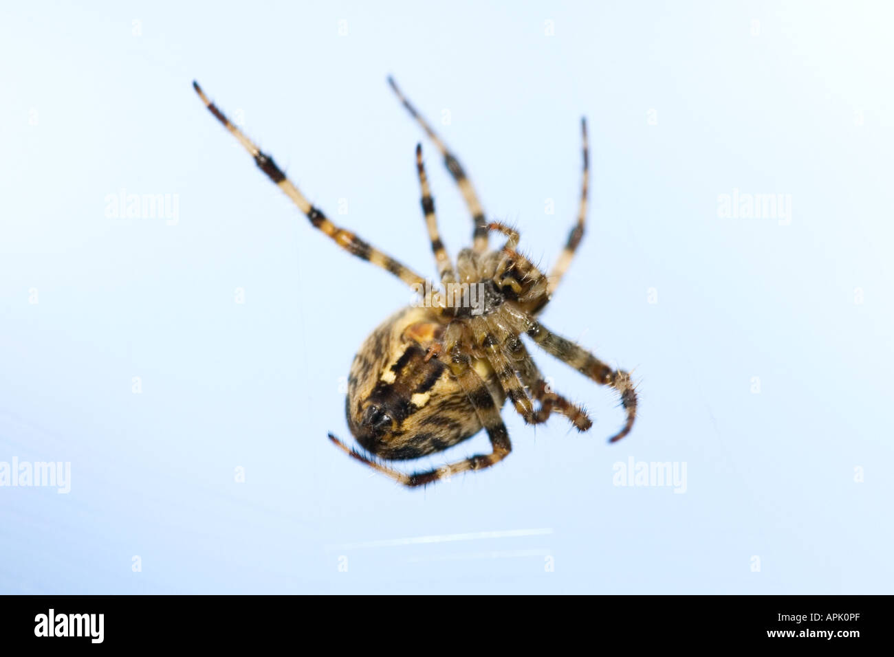 Garden spider weaving web Stock Photo - Alamy
