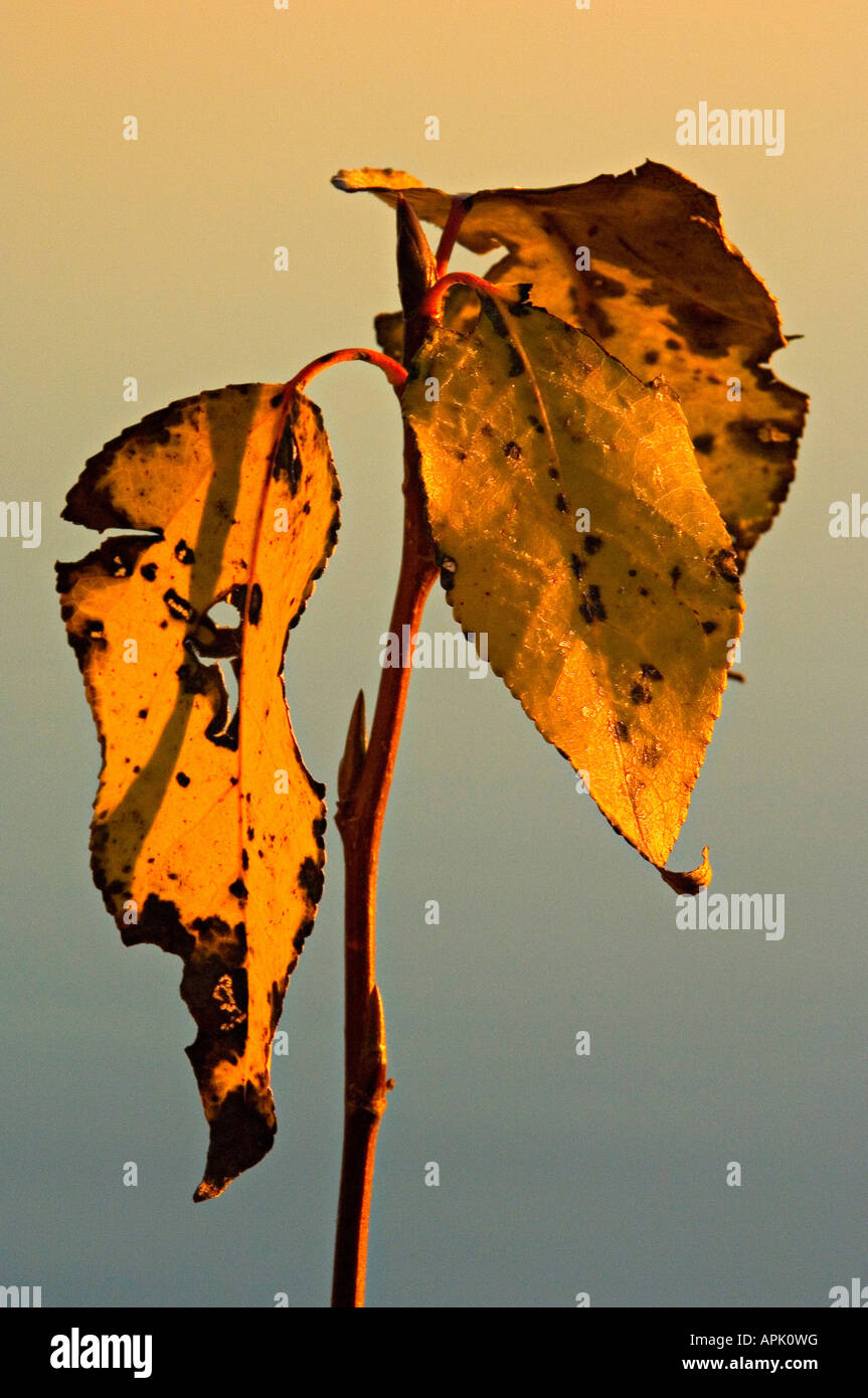Dieing leaf hi-res stock photography and images - Alamy