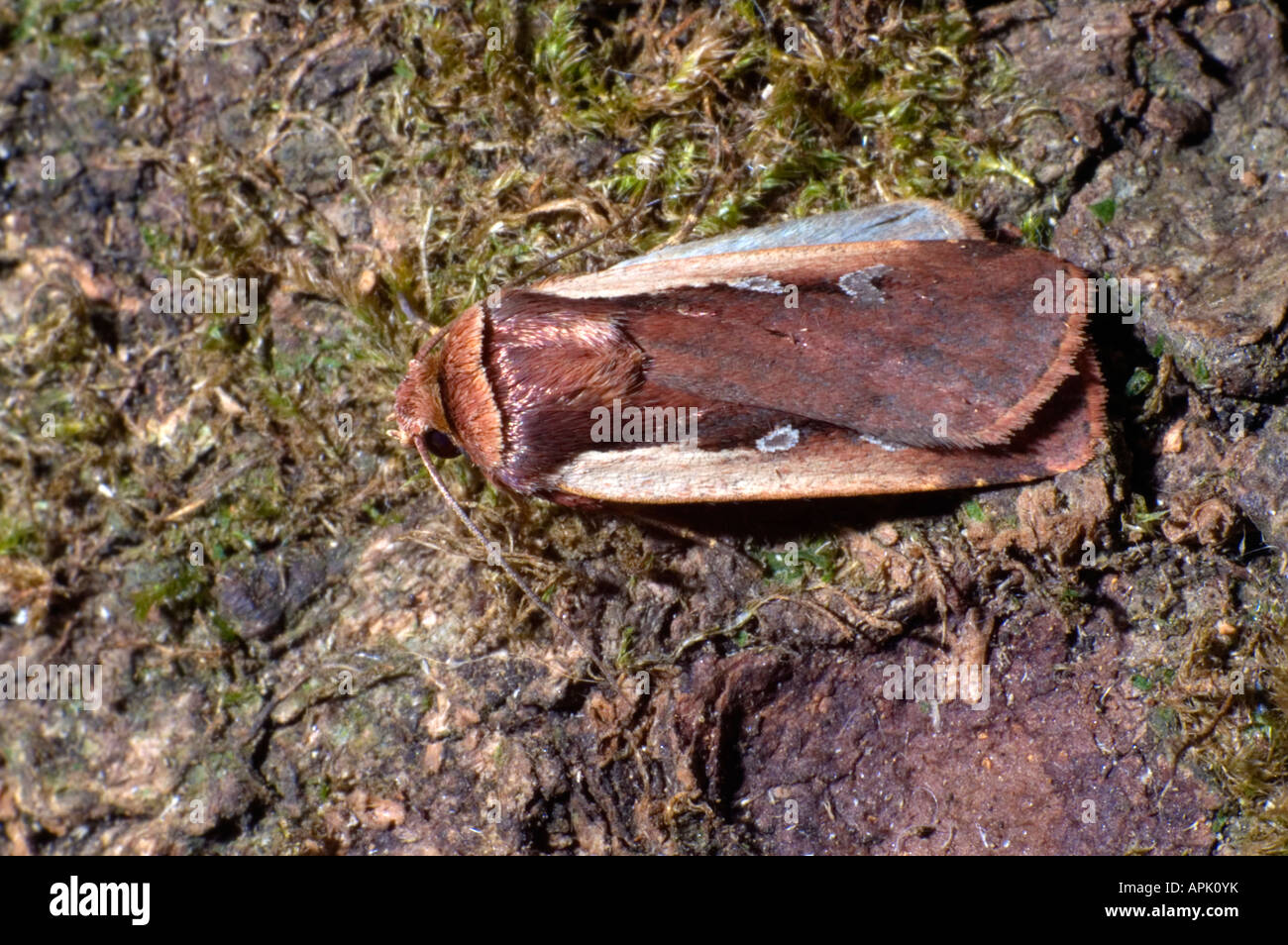 flame shoulder moth Ochropleura plecta cornwall Stock Photo - Alamy