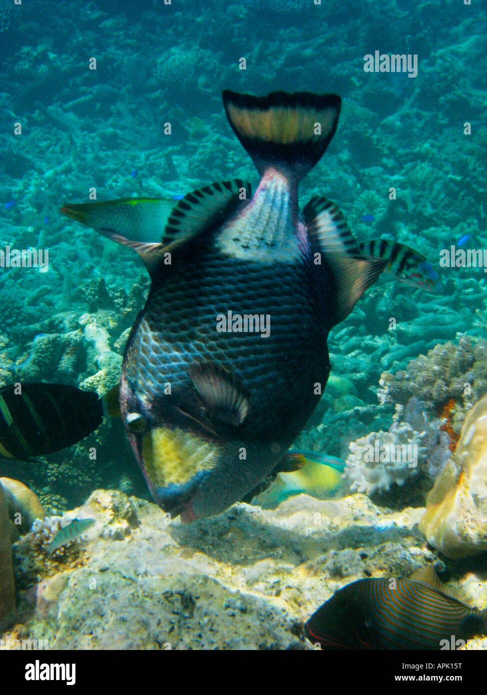 Blue Finned Triggerfish High Resolution Stock Photography and Images ...