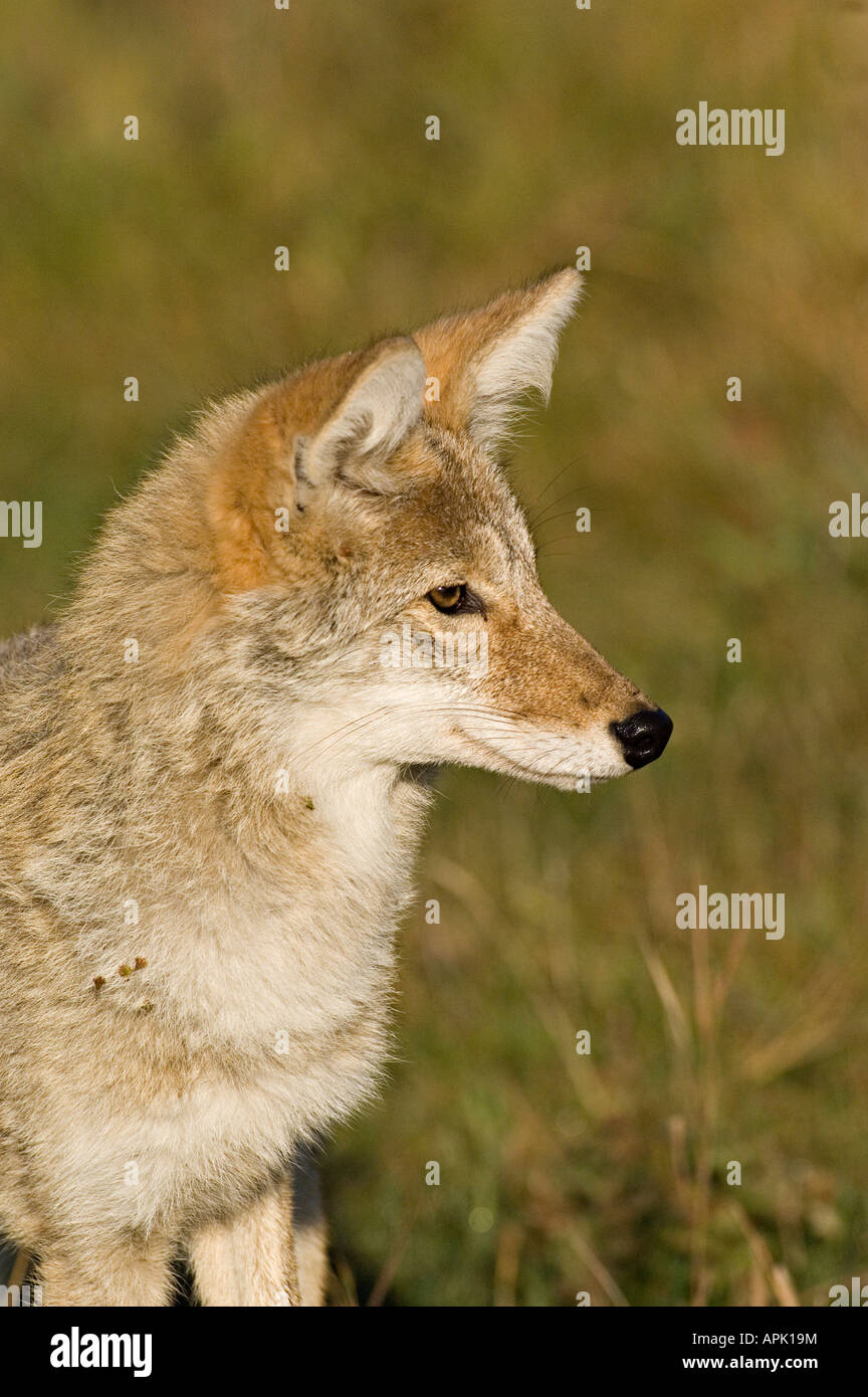 A young coyote portrait looking to the side Stock Photo - Alamy