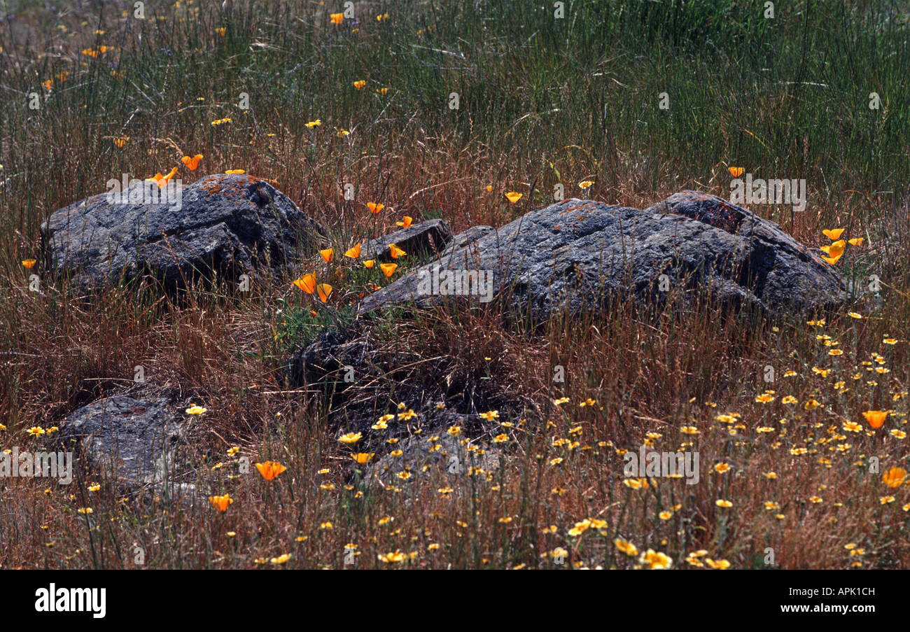 springtime wildflowers in Ring Mountain Preserve Marin county ...