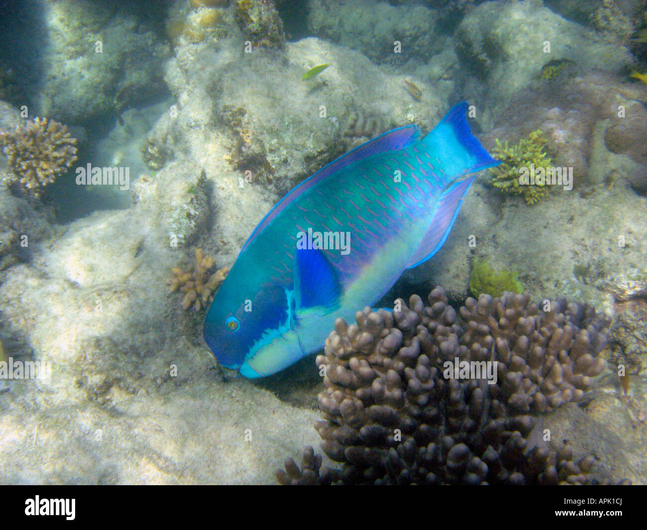 Steephead Parrotfish Chlorurus microrhinos Low Isles Great Barrier Reef ...