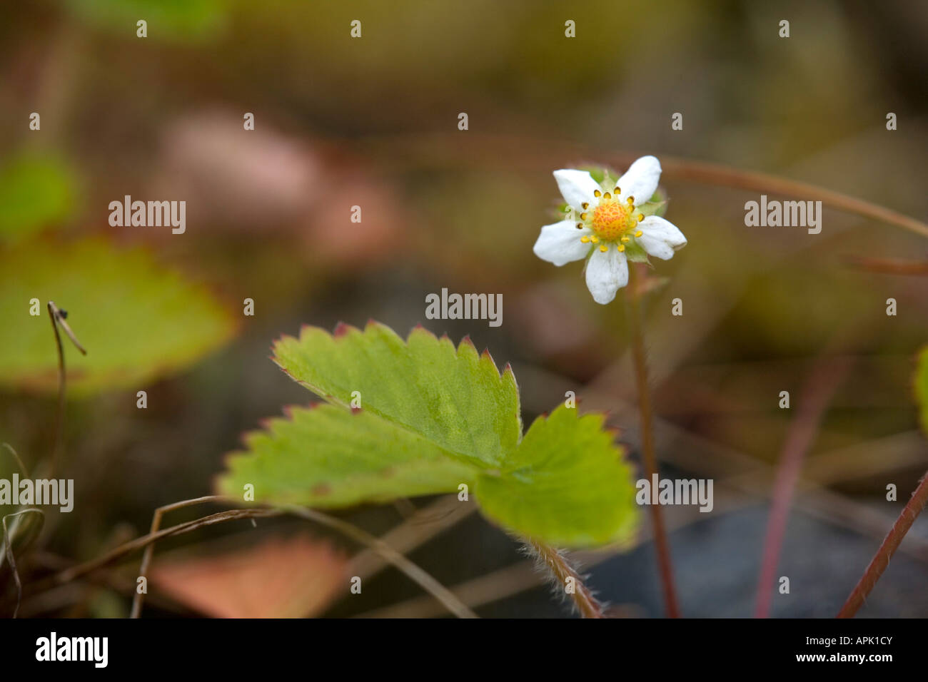 Fragaria vesca countryside hi-res stock photography and images - Alamy