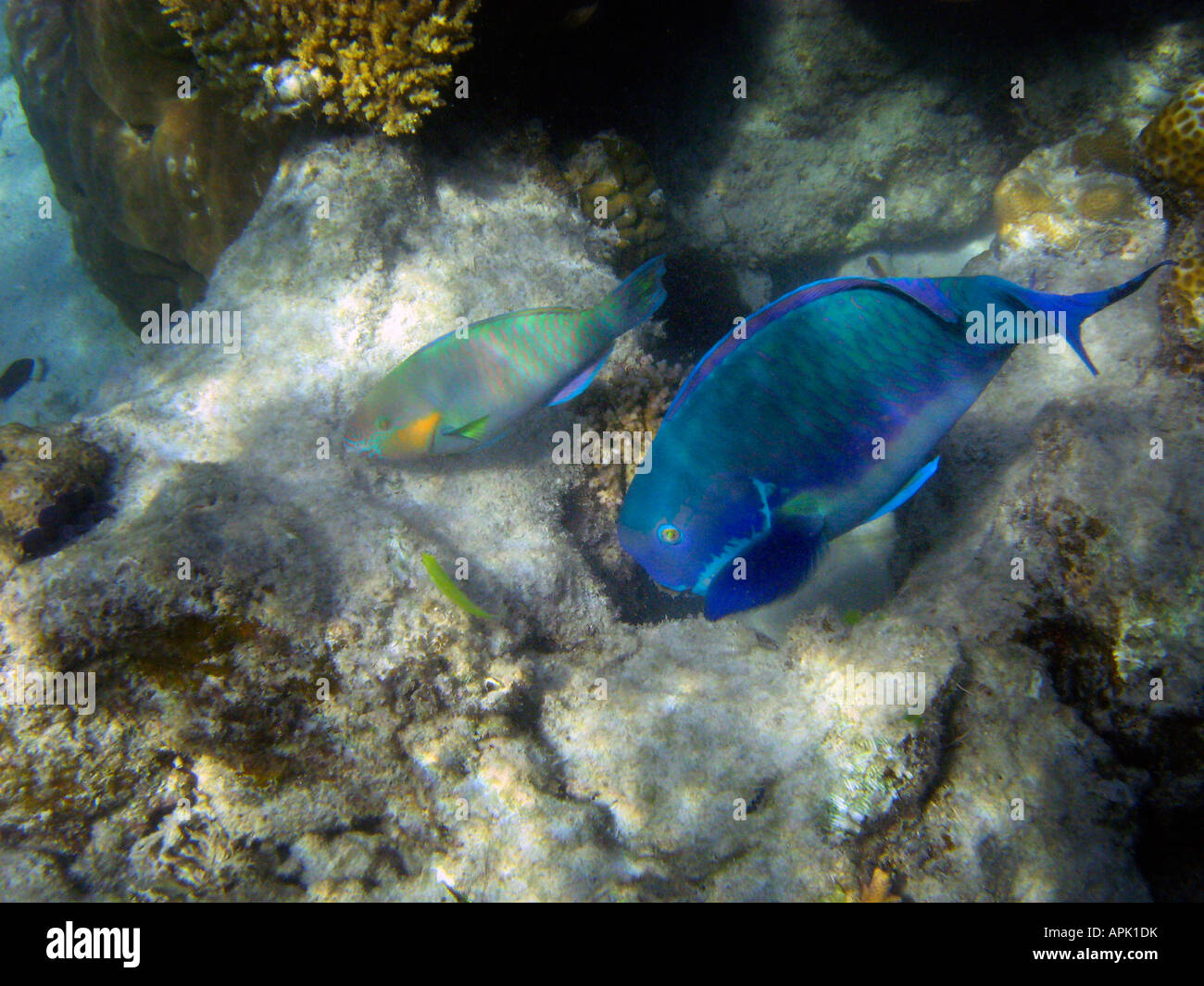 Surf Parrotfish Scarus rivulatus top and Steephead Parrotfish Chlorurus ...