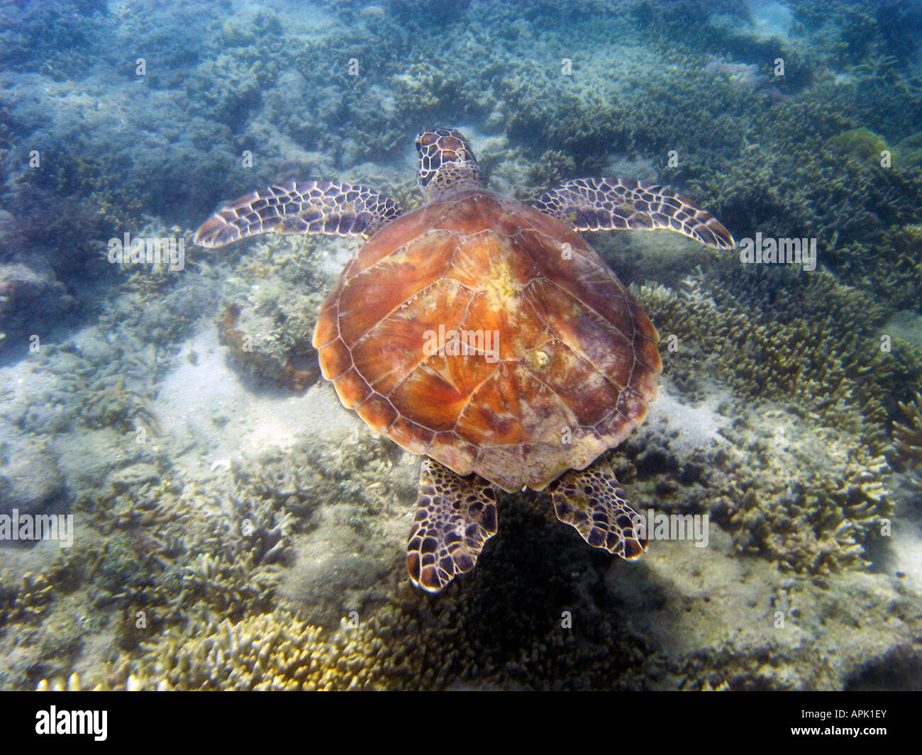 Green Turtle Low Isles Great Barrier Reef North Queensland Australia ...