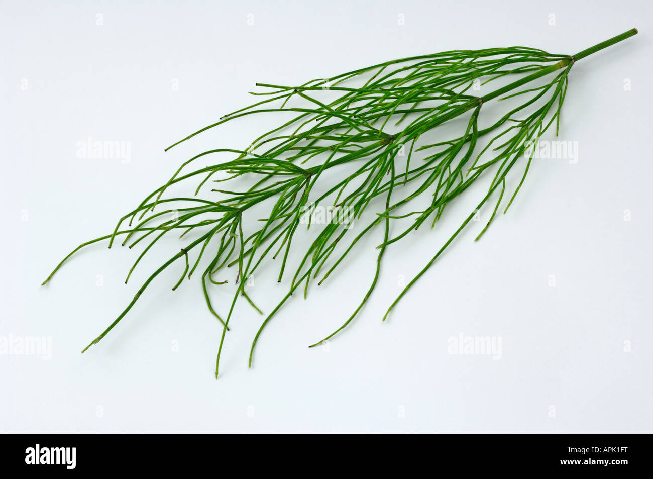 Common Horsetail (Equisetum arvense), stem, studio picture Stock Photo ...