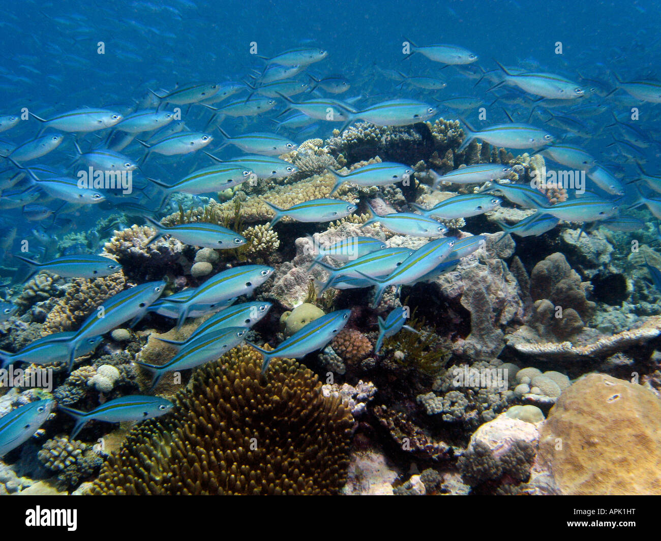 School of Blue and Gold Fusiliers Caesio caerulaurea Agincourt Reef ...